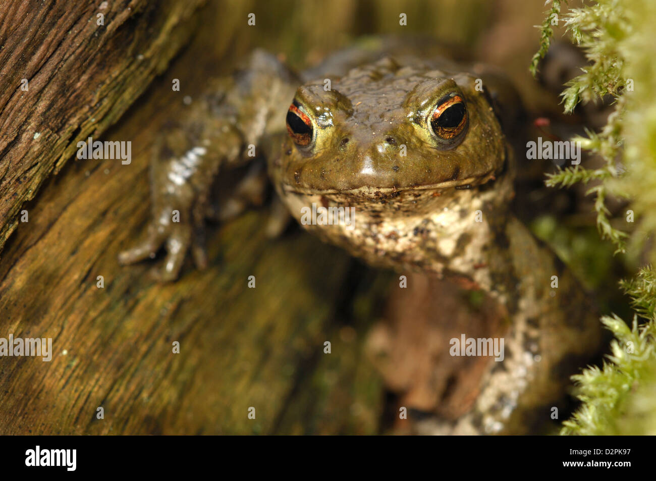 Common toad. Dorset, UK Stock Photo - Alamy