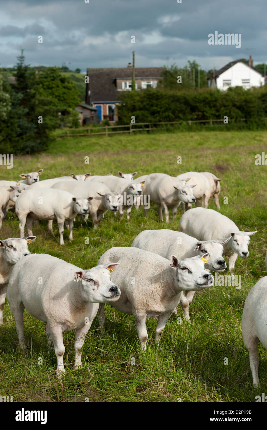 Flock of sheep in field next to rural village in the midlands, UK Stock ...