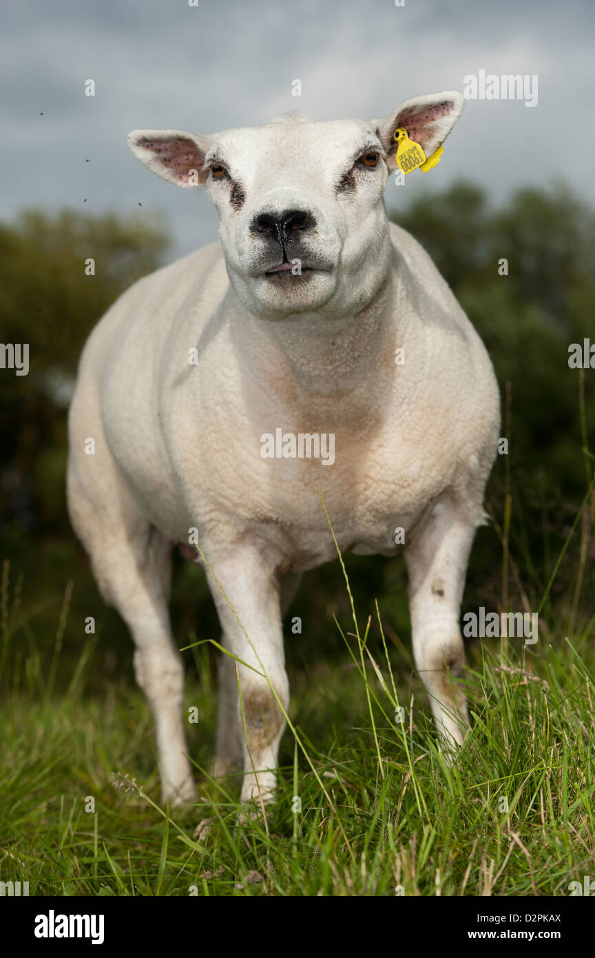 Beltex sheep breed ewe hi-res stock photography and images - Alamy