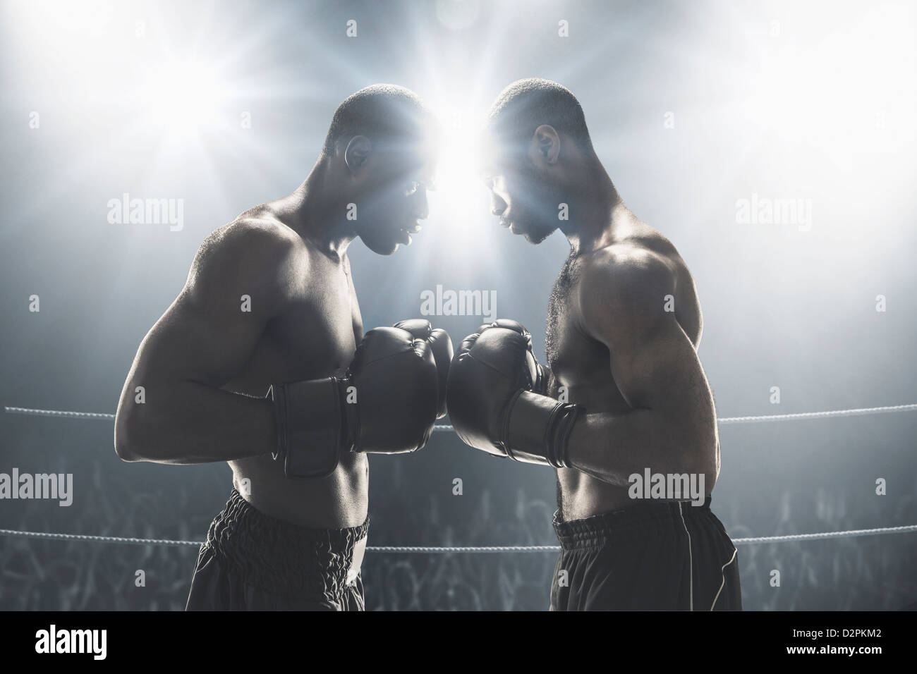 Boxers Face To Face High Resolution Stock Photography and Images - Alamy
