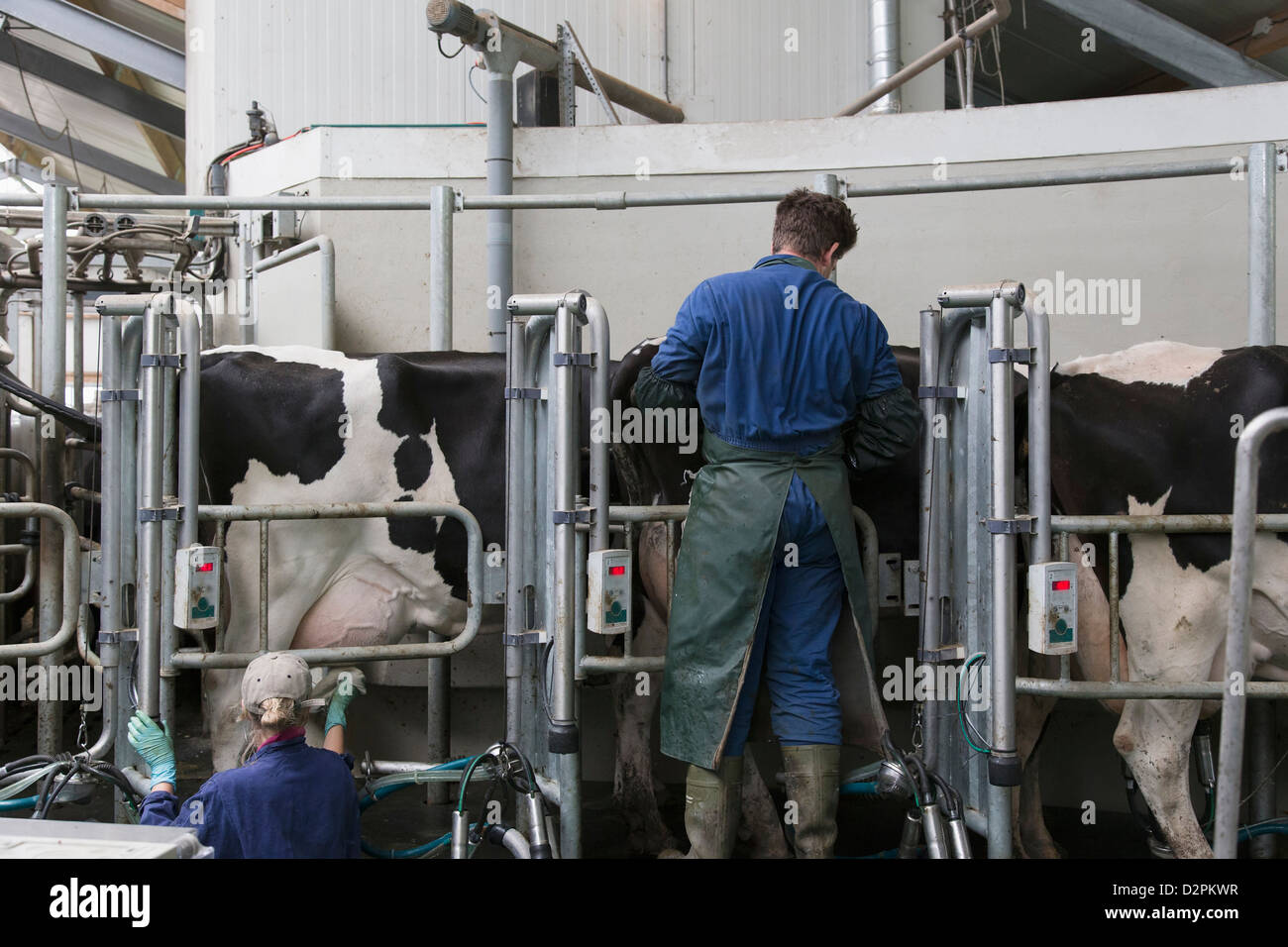 Caucasian workers with milking cows Stock Photo - Alamy