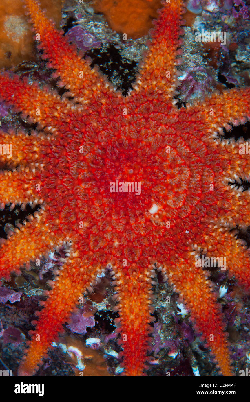 Common sun star crossaster papposus hi-res stock photography and images ...