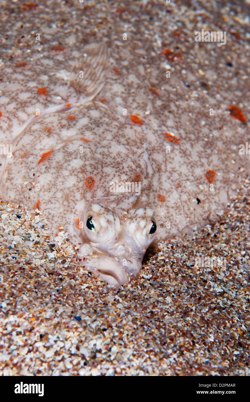 Plaice Underwater High Resolution Stock Photography and Images - Alamy