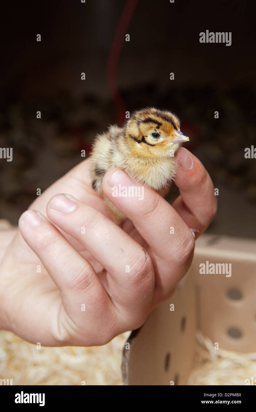 Hold bird hi-res stock photography and images - Alamy