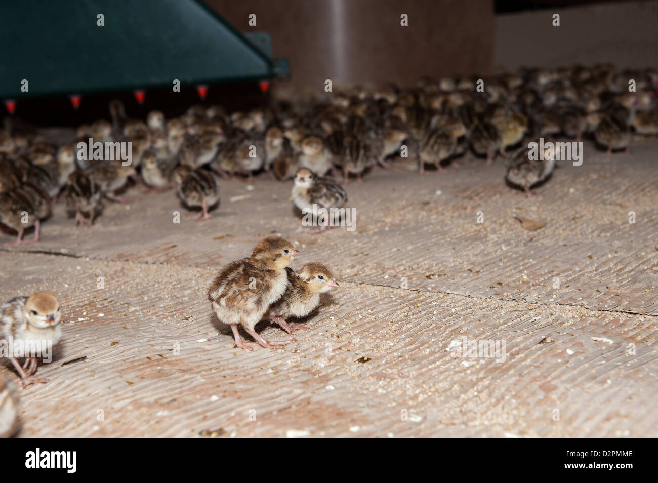 Feeding day old pheasant chicks in a rearing shed on a shooting estate ...