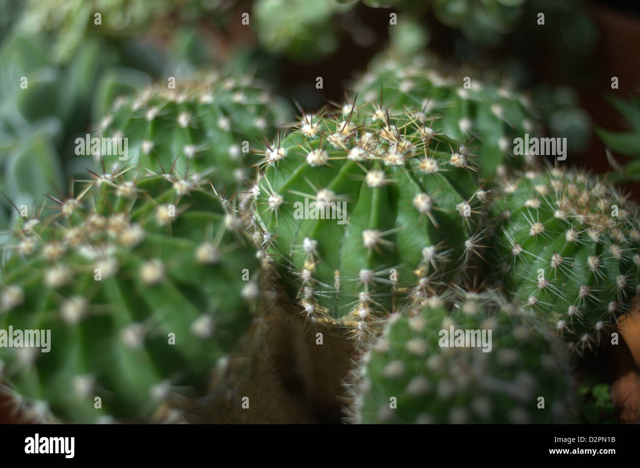Barrel-shaped cactus close up Stock Photo - Alamy