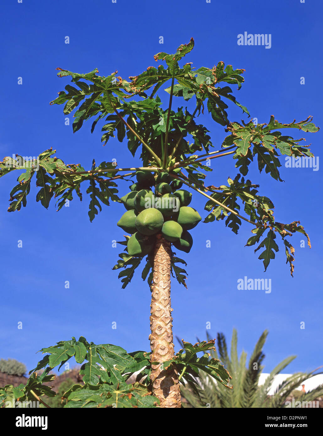 Paw paw tree carica papaya hi-res stock photography and images - Alamy