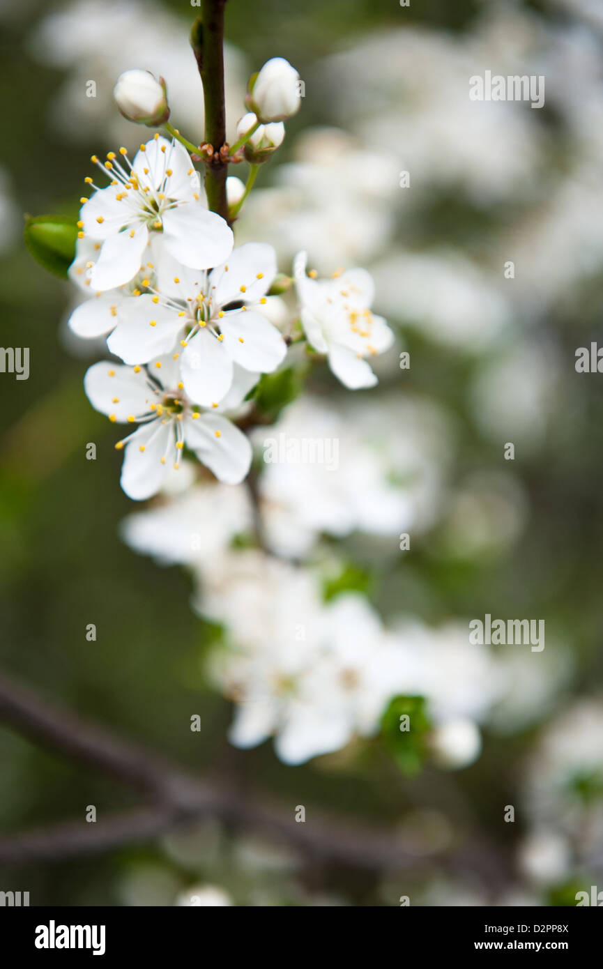 detail of blossom tree branch Stock Photo - Alamy