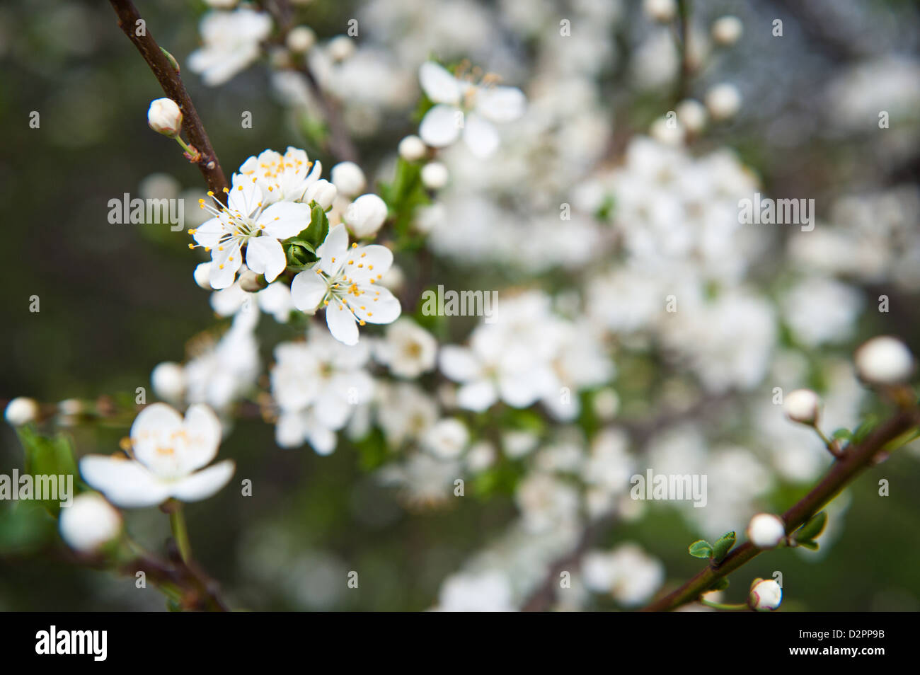 detail of blossom tree branch Stock Photo - Alamy