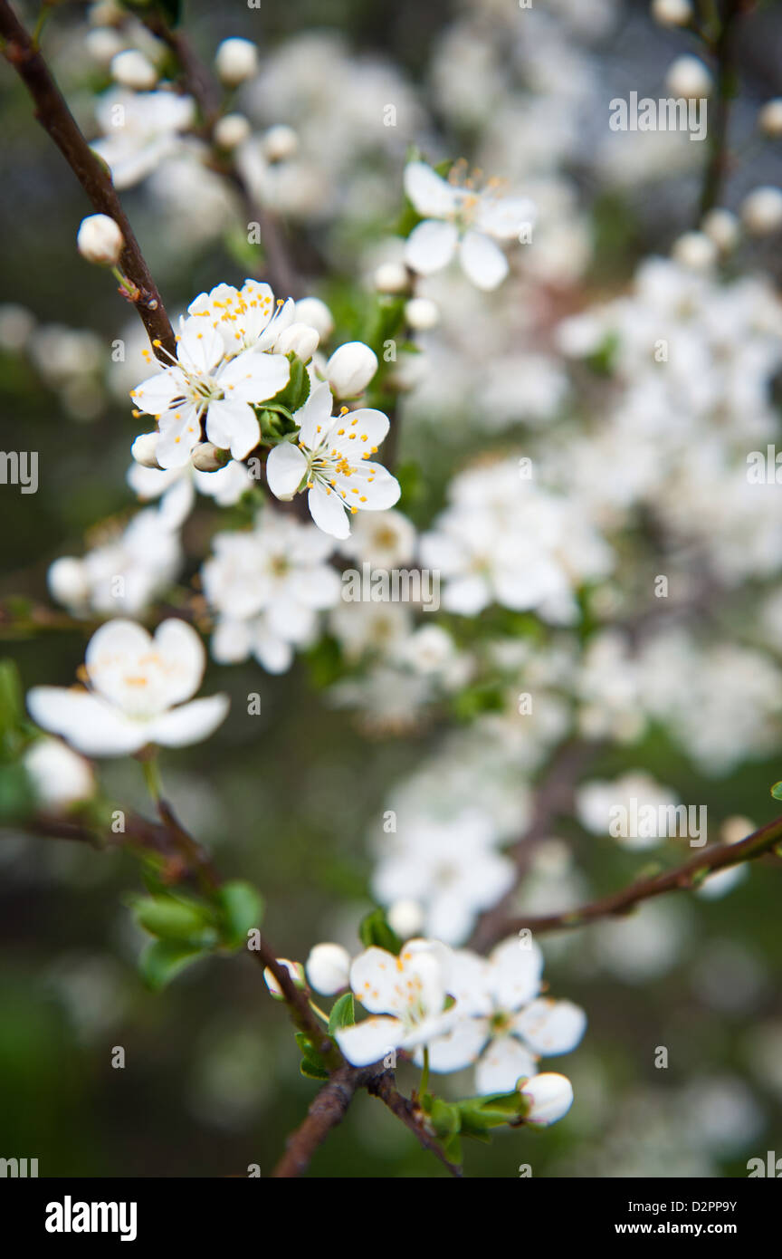 detail of blossom tree branch Stock Photo - Alamy