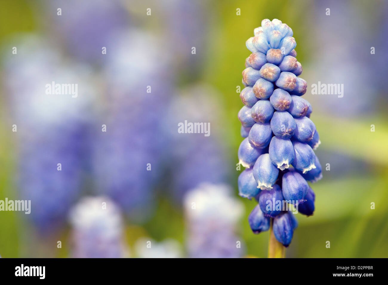 detail of beautiful blue flower of grape hyacinth in garden Stock Photo ...