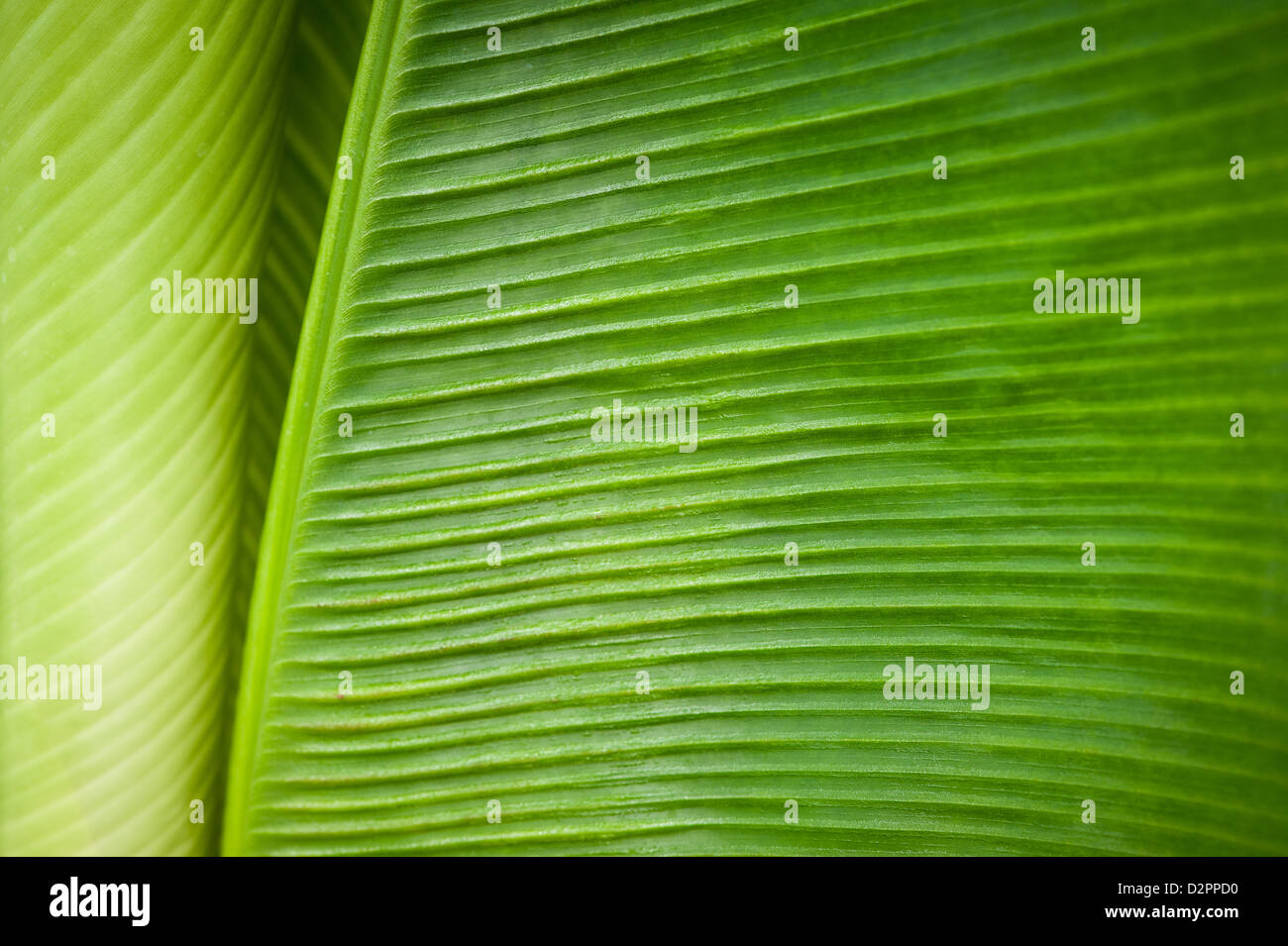 detail of banana leaf Stock Photo - Alamy