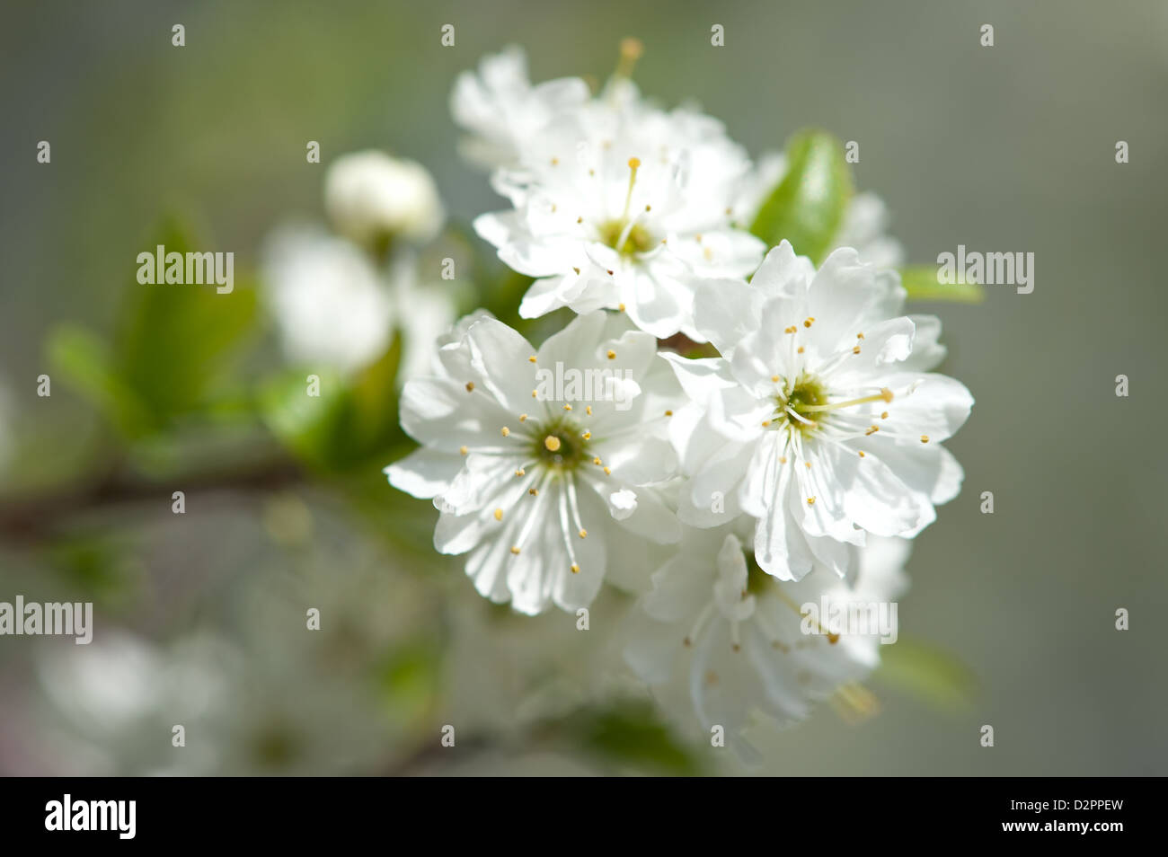 detail of blossom tree branch Stock Photo - Alamy