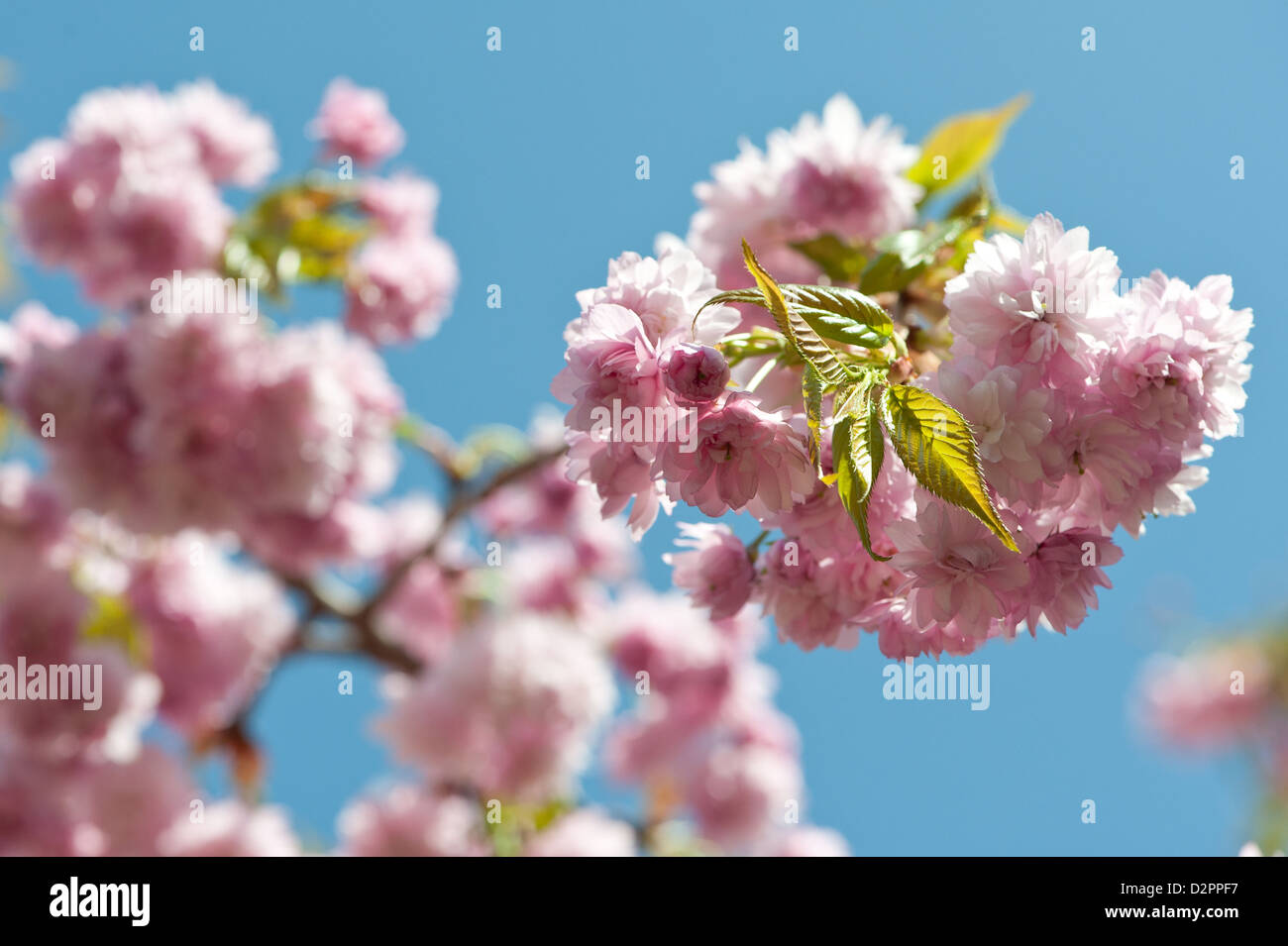 beautiful beauty bloom blossom branch close field floral flower fresh ...
