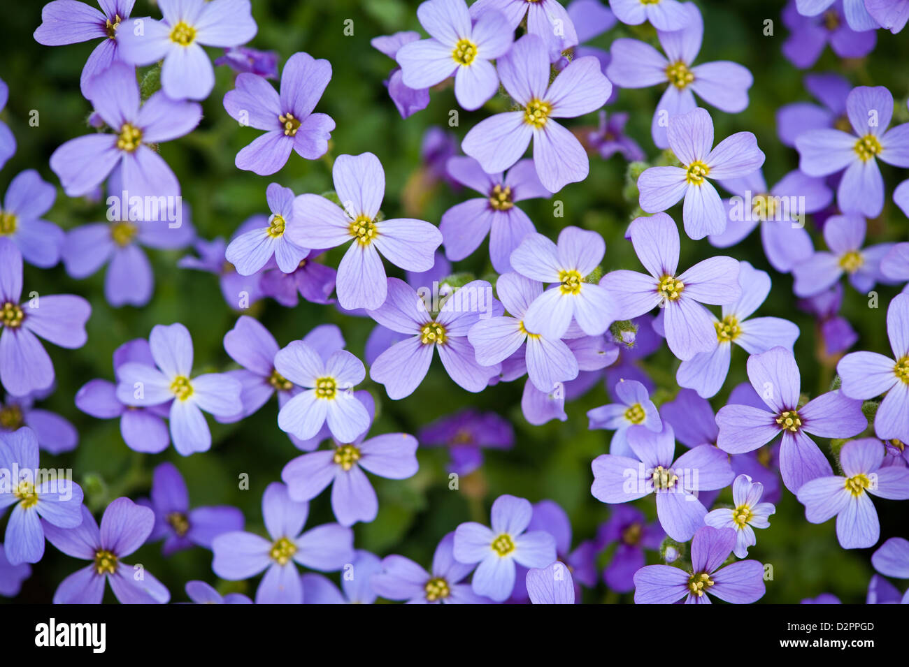 Violet tiny flowers hi-res stock photography and images - Alamy