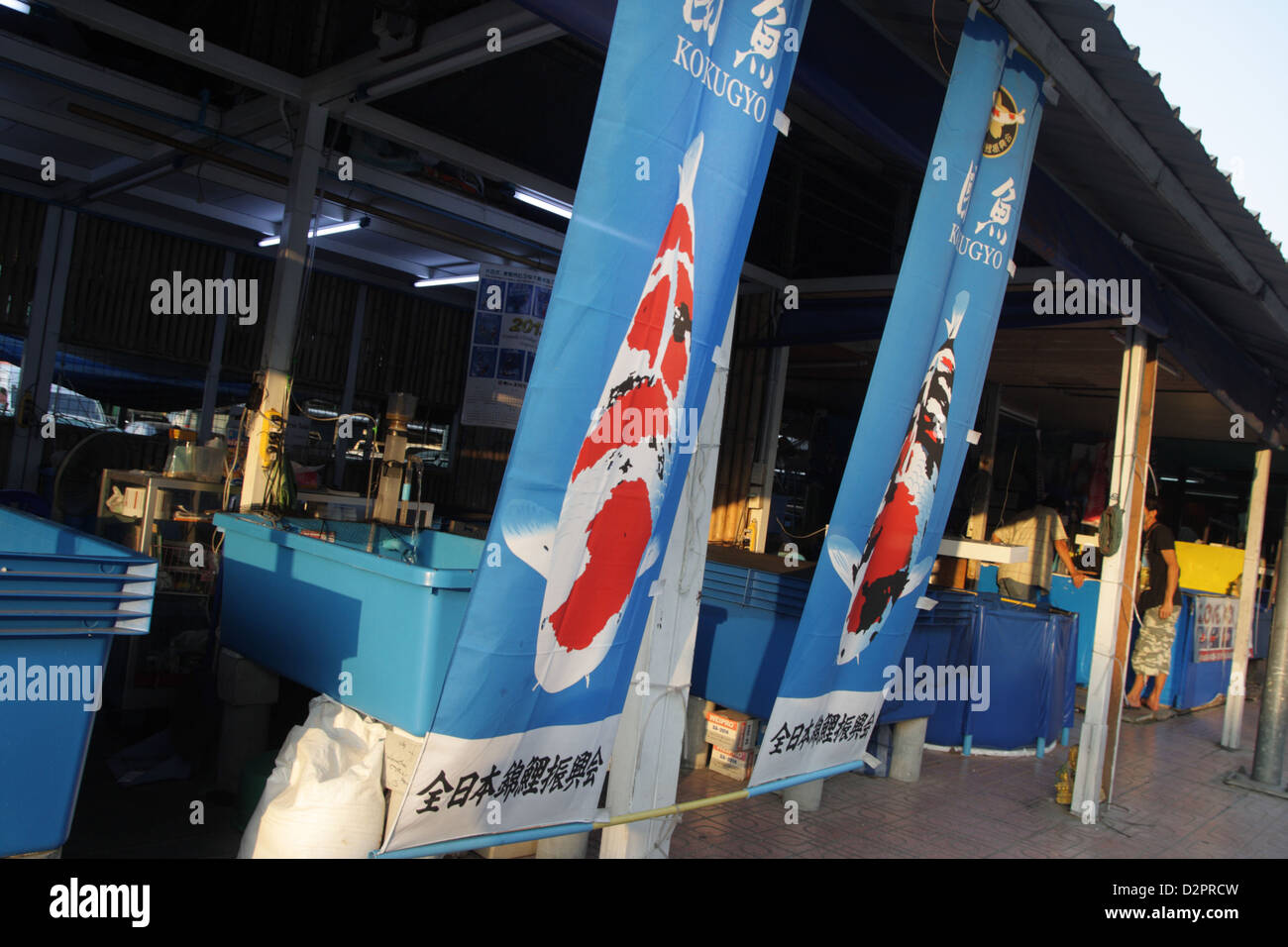 Koi fish poster display on fish shop in Chatuchak market , Bangkok ...
