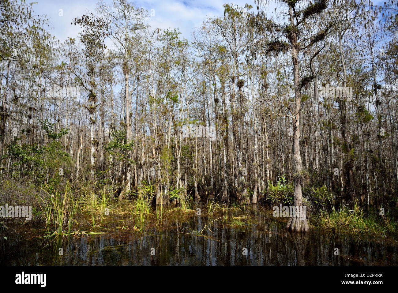 Bald cypress forest at the Big Cypress National Preserve, Florida, USA ...