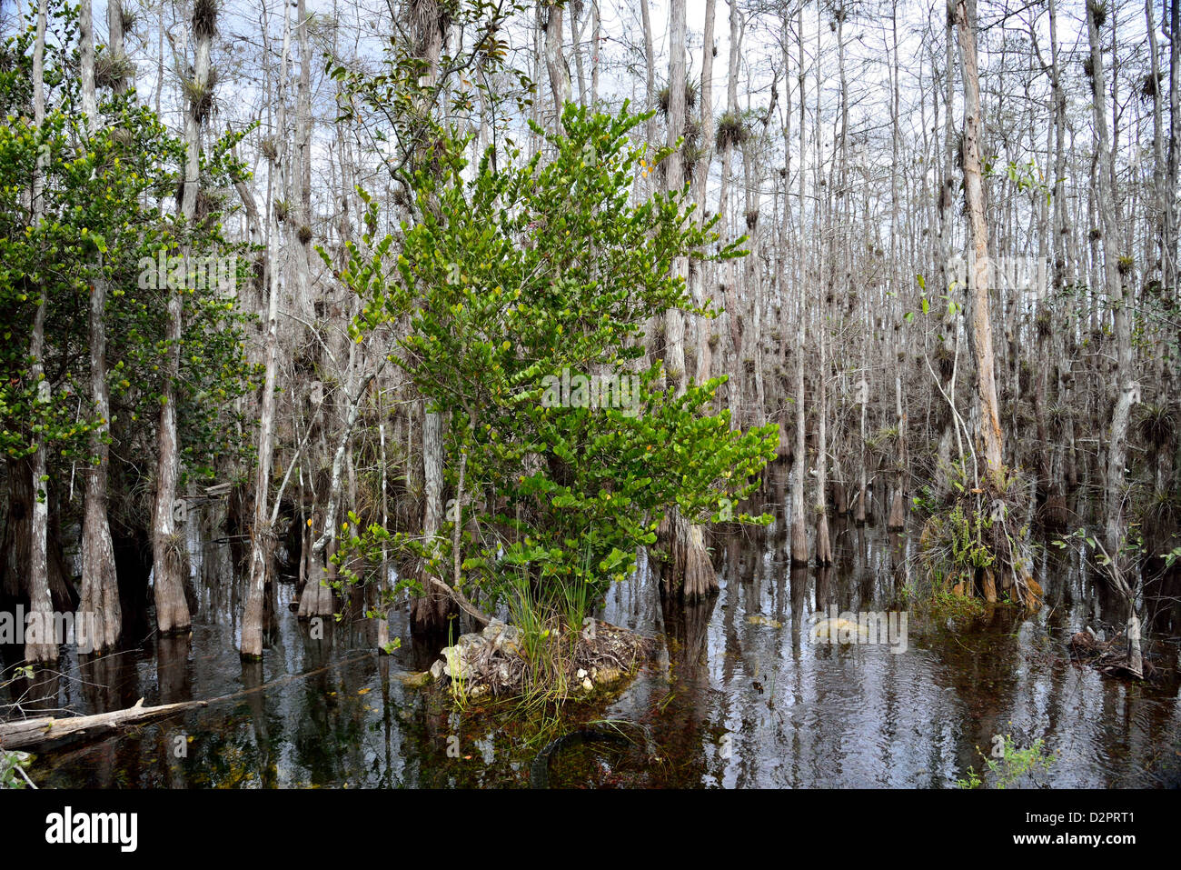 Bald cypress forest at the Big Cypress National Preserve, Florida, USA ...