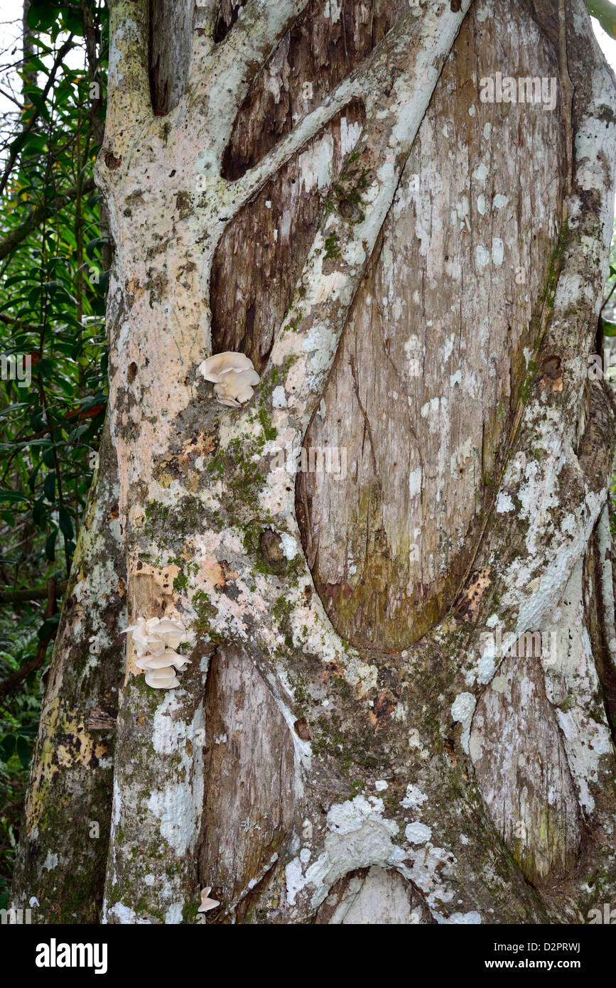 Strangler fig (Ficus aurea) clinching on a tree trunk. The Everglades ...