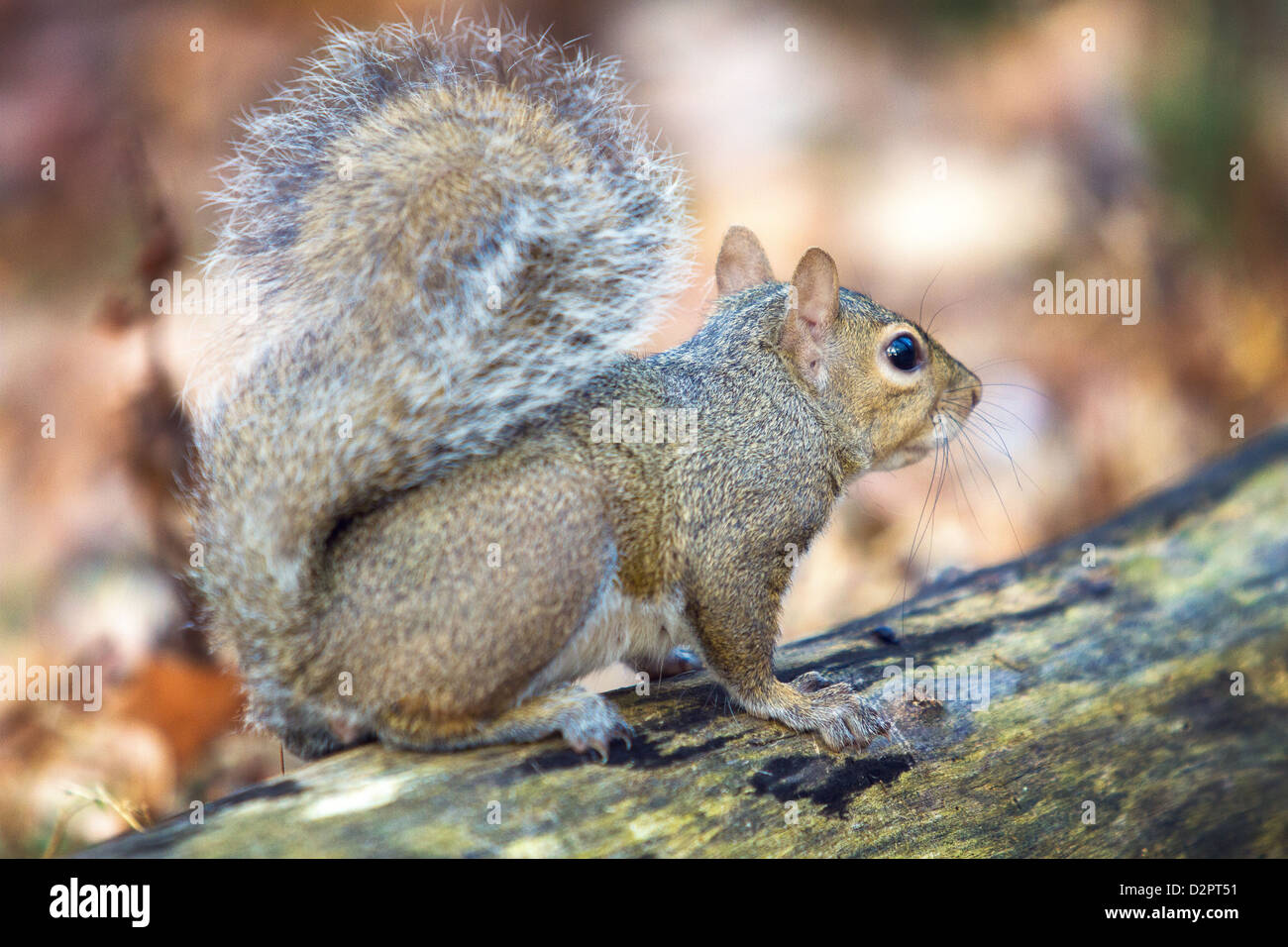 A wild squirrel sits on a log Stock Photo - Alamy