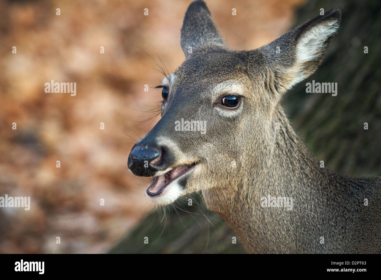 Deer Teeth High Resolution Stock Photography and Images - Alamy