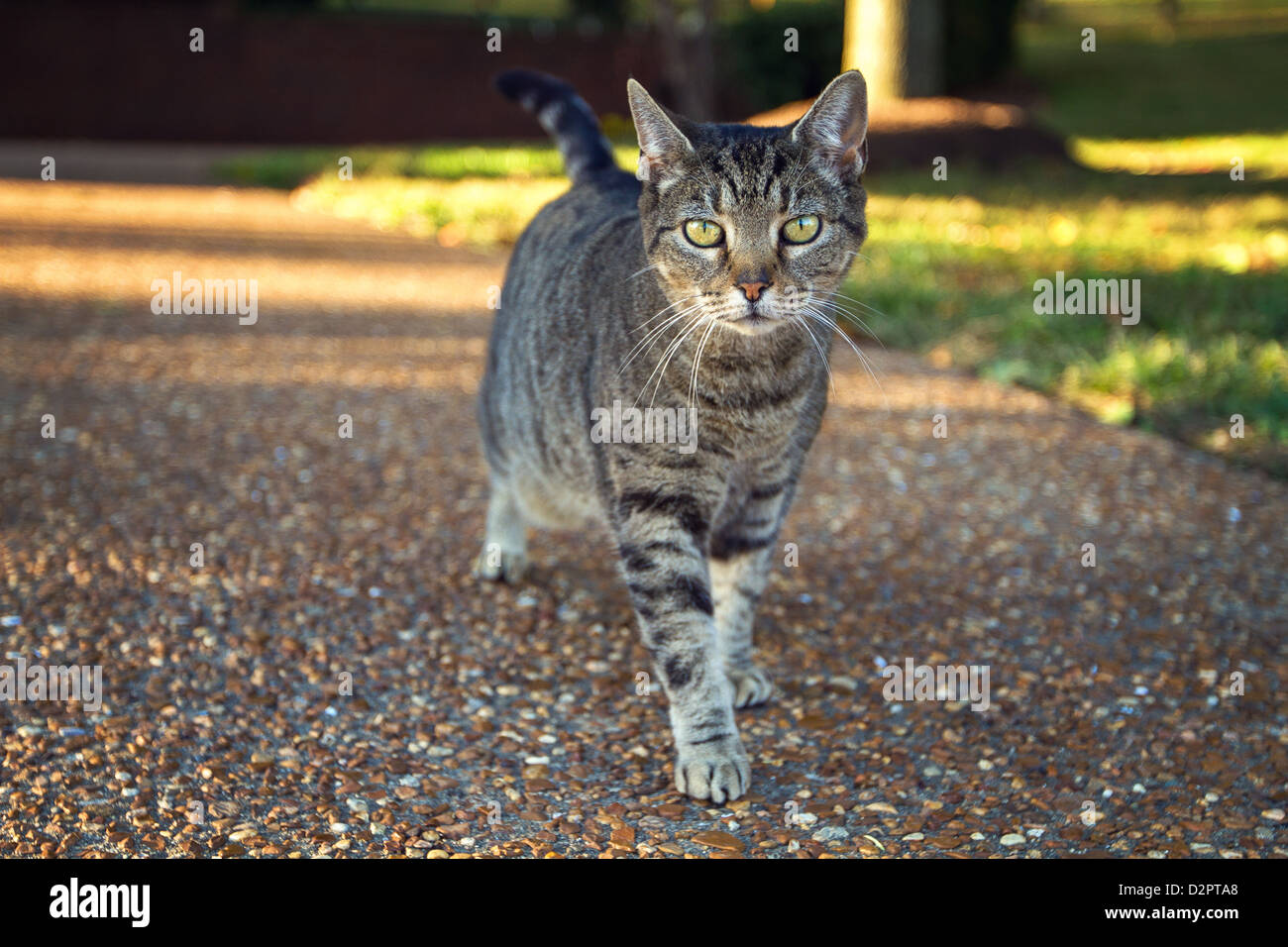 Cat walking toward camera hi-res stock photography and images - Alamy