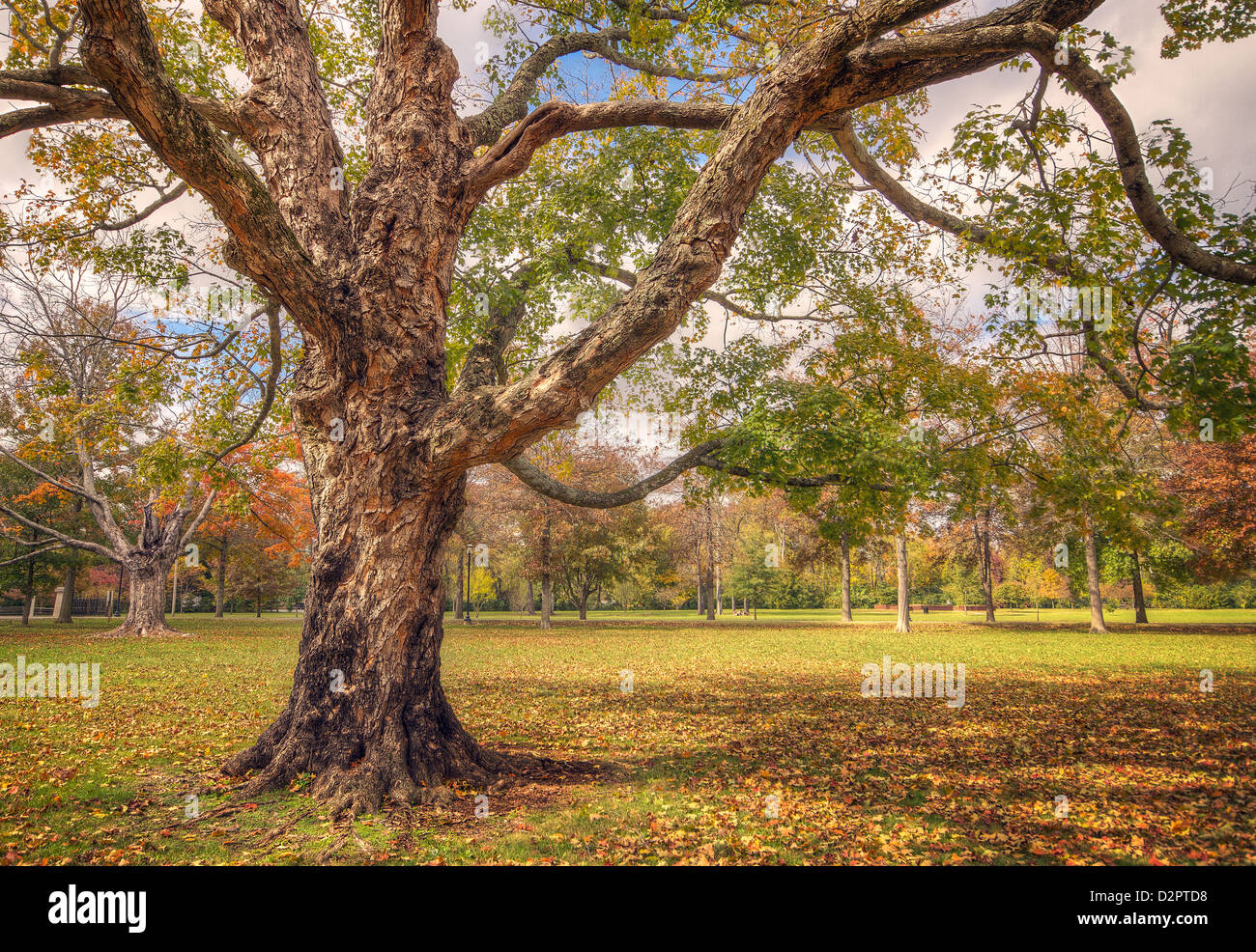 Large Oak Tree Green High Resolution Stock Photography and Images - Alamy