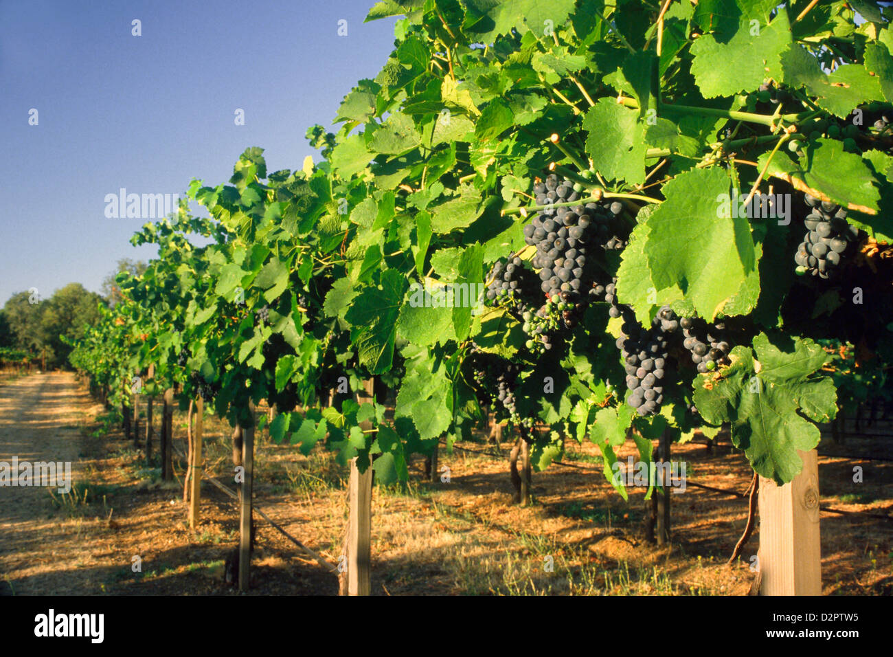 Naturally gown hi-res stock photography and images - Alamy