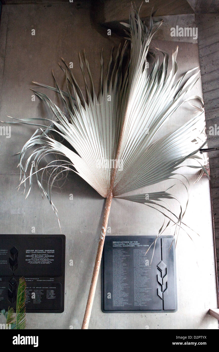 A dried palm frond at a building entrance, Botanic Gardens, Denver ...