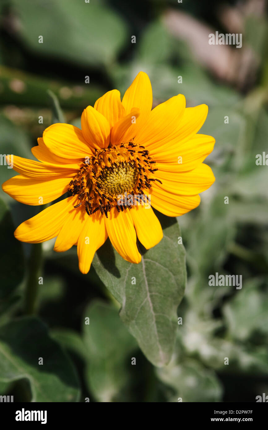 Close-up of a sunflower (Helianthus annuus Stock Photo - Alamy