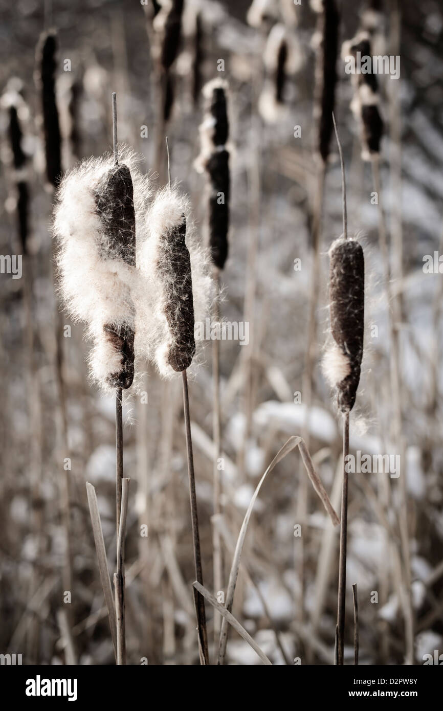 Cattails in winter hi-res stock photography and images - Alamy