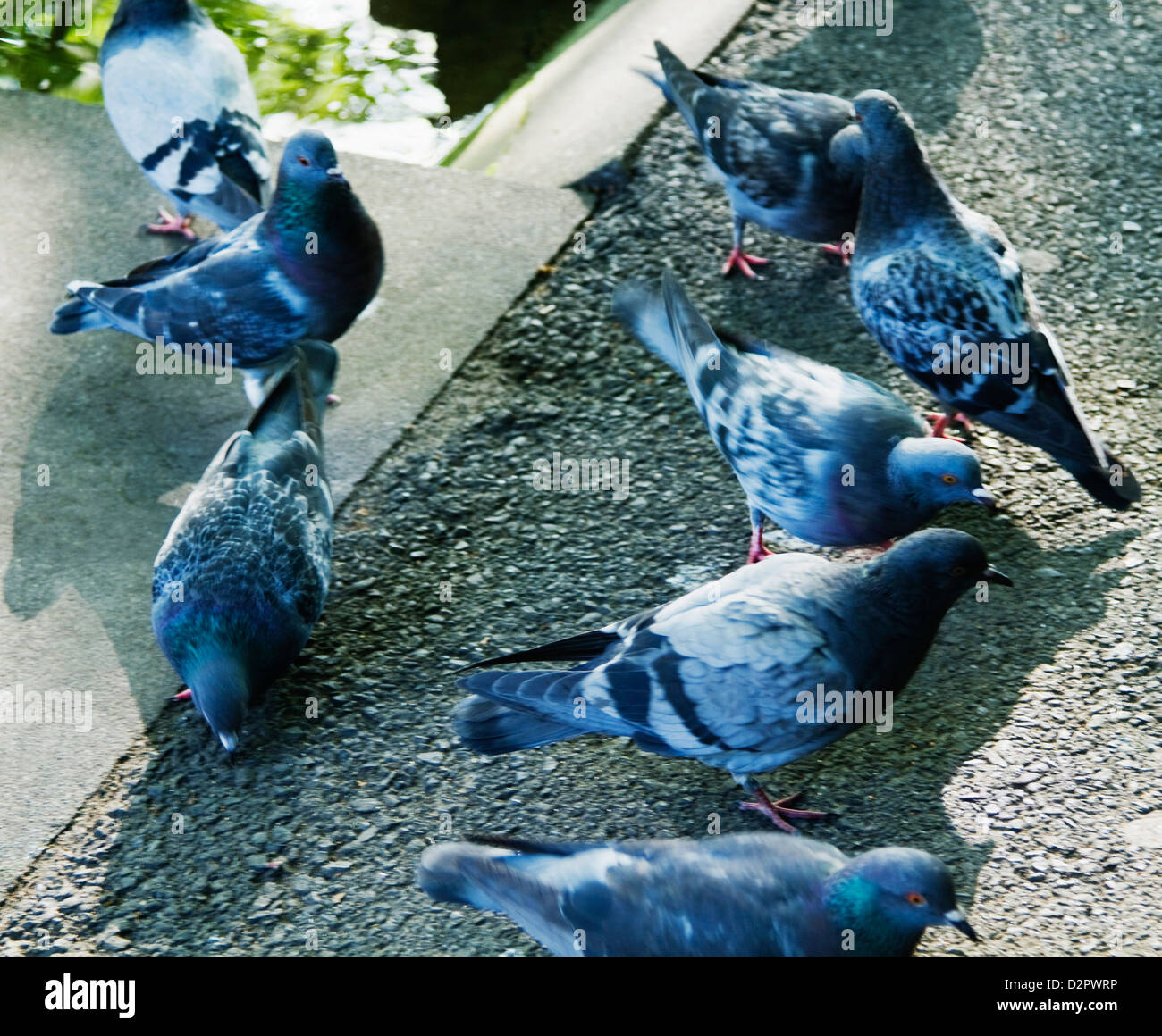 Dublin birdlife hi-res stock photography and images - Alamy