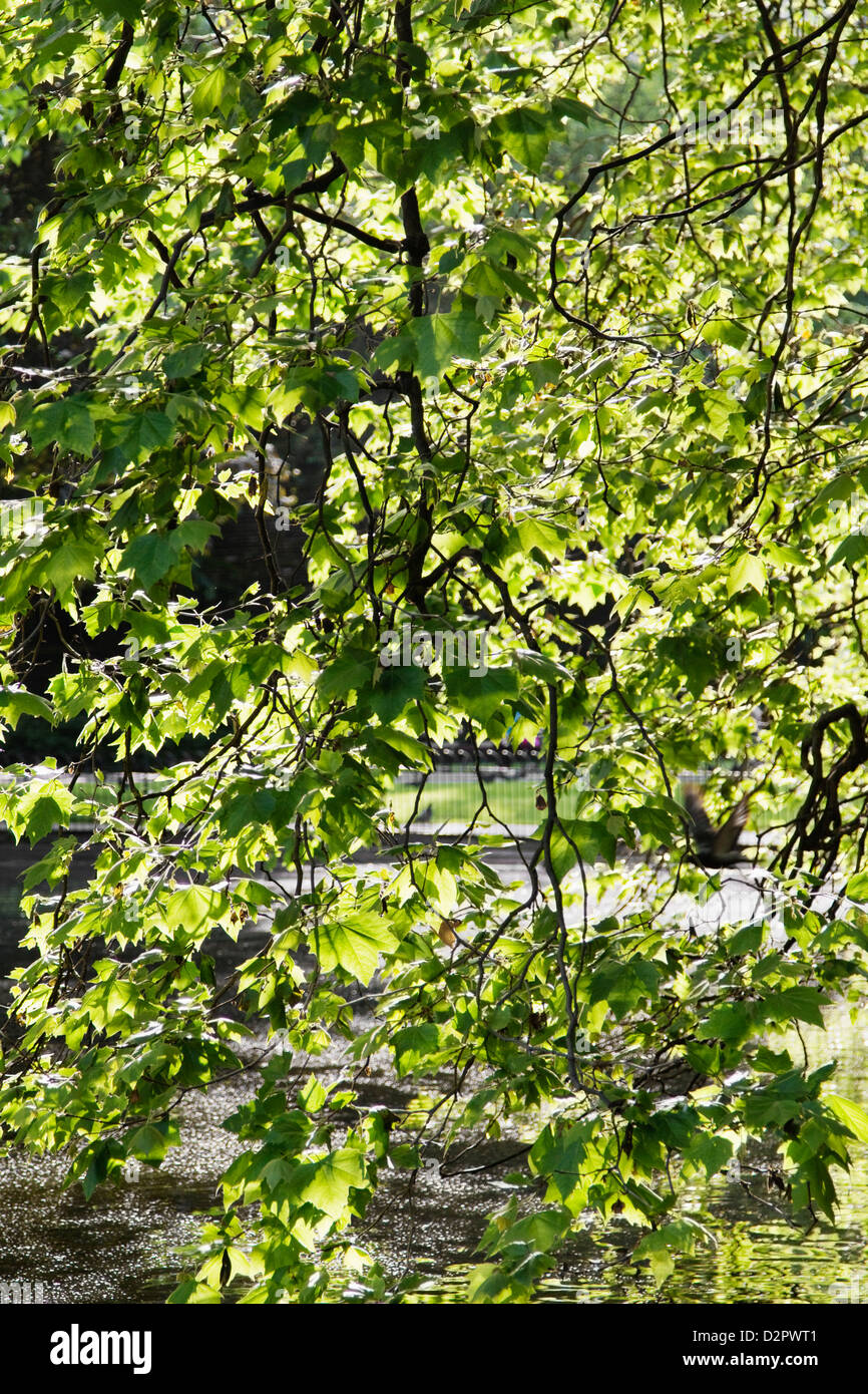 Tree over a pond in a park, St Stephen's Green, Dublin, Republic of ...