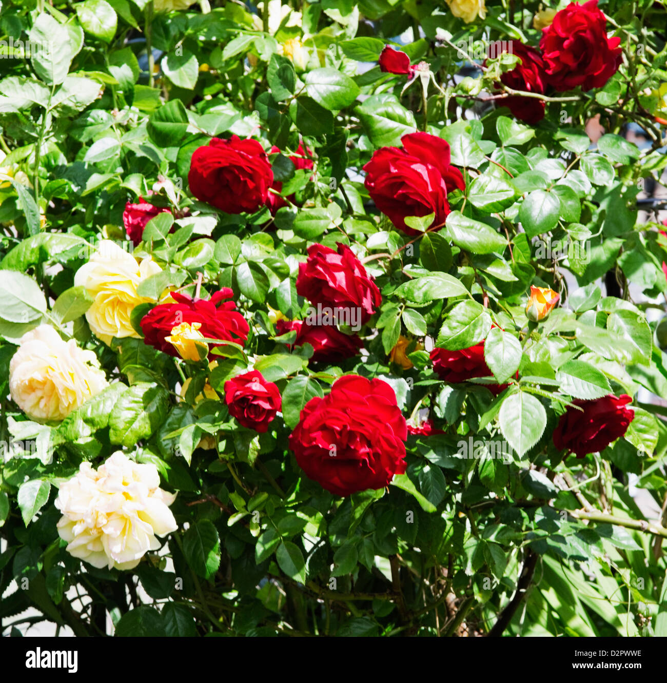 Close-up of a rose plant Stock Photo - Alamy