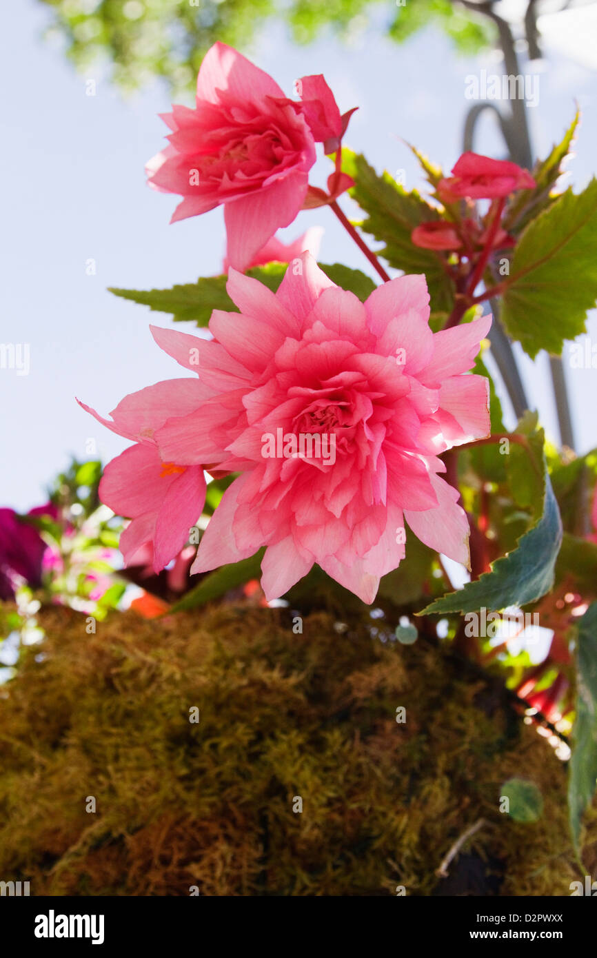 Pink flowers on a plant Stock Photo - Alamy