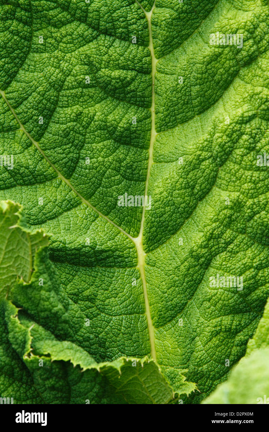 Detail of a leaf Stock Photo - Alamy