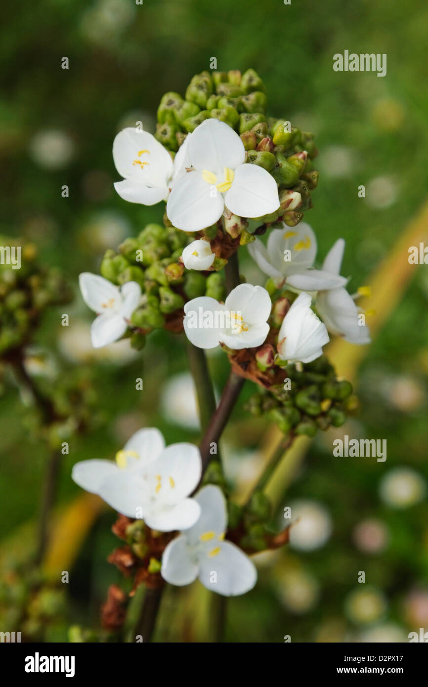 White Trillium flowers on a plant Stock Photo - Alamy