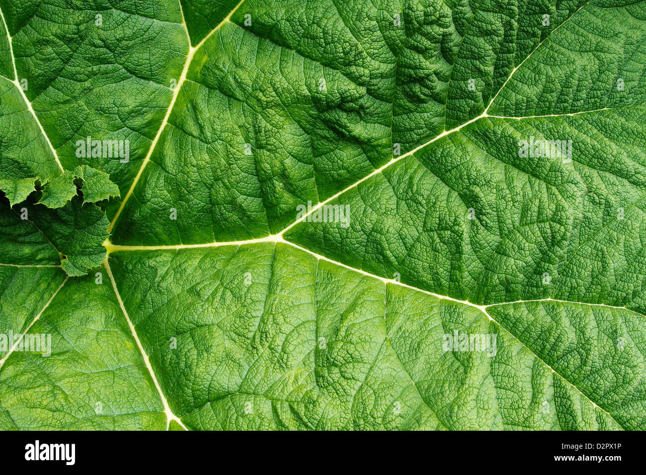 Detail of a leaf Stock Photo - Alamy