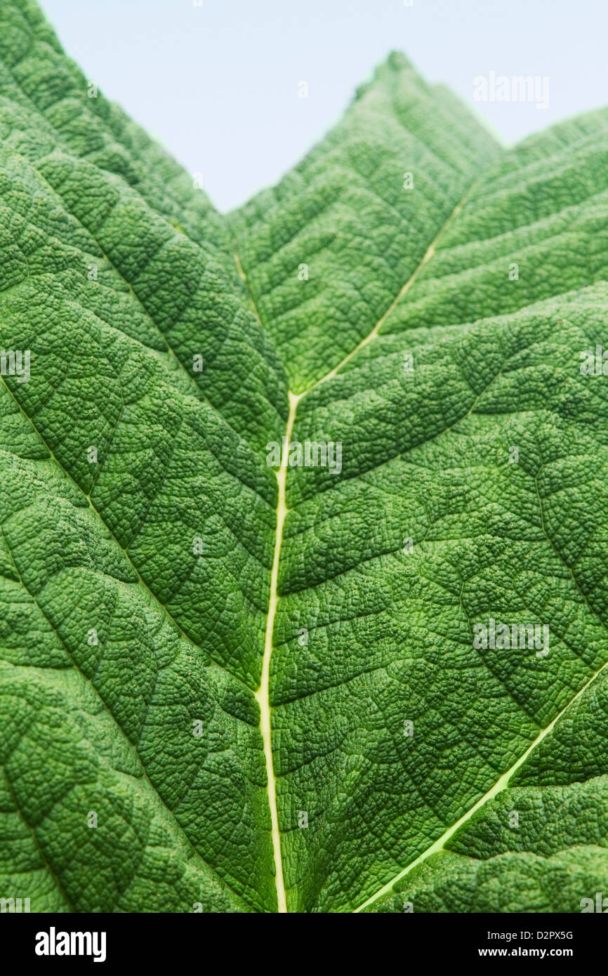 Detail of a leaf Stock Photo - Alamy