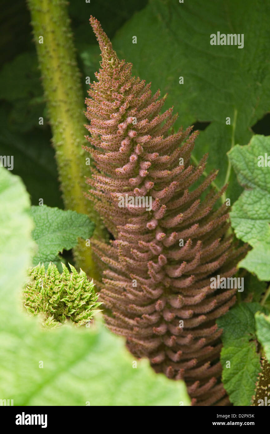 Close-up of a flower on plant Stock Photo - Alamy