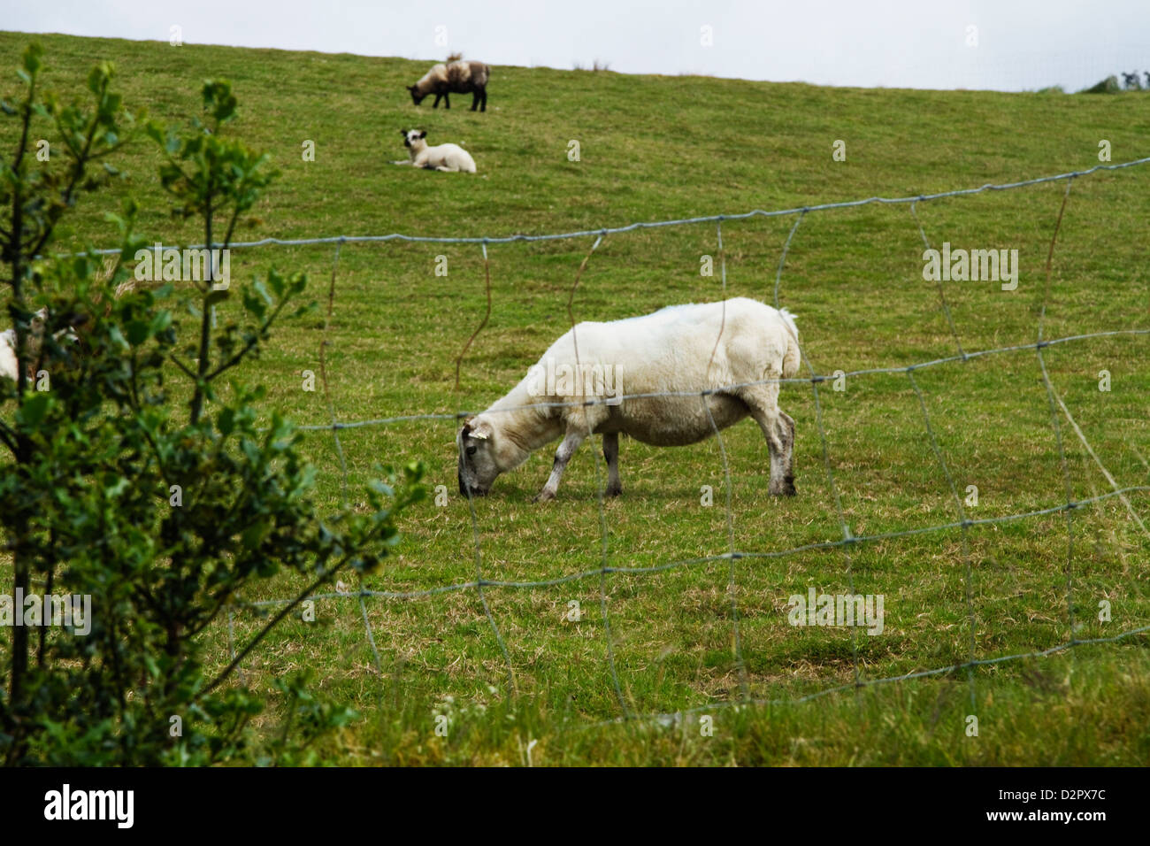 Kerry cows hi-res stock photography and images - Alamy