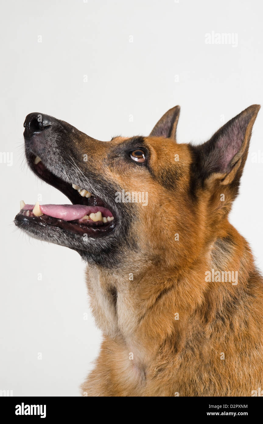 Close-up of a German Shepherd dog Stock Photo - Alamy