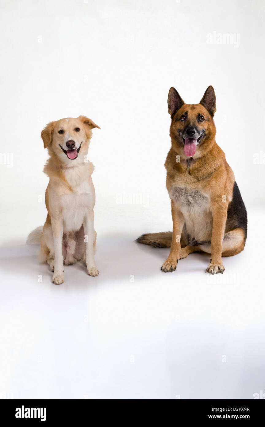 Two dogs sitting together Stock Photo - Alamy