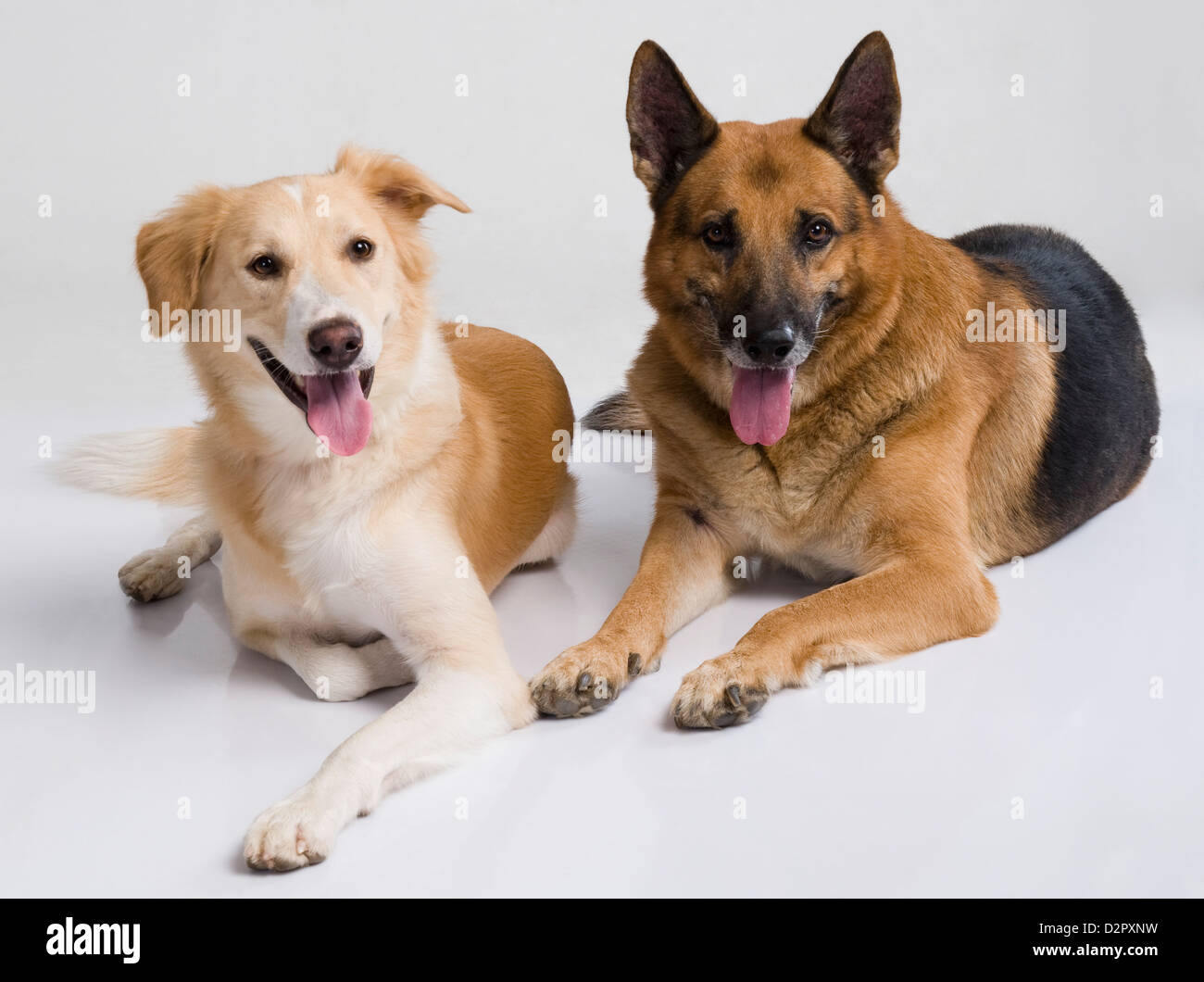 Two dogs sitting together Stock Photo - Alamy