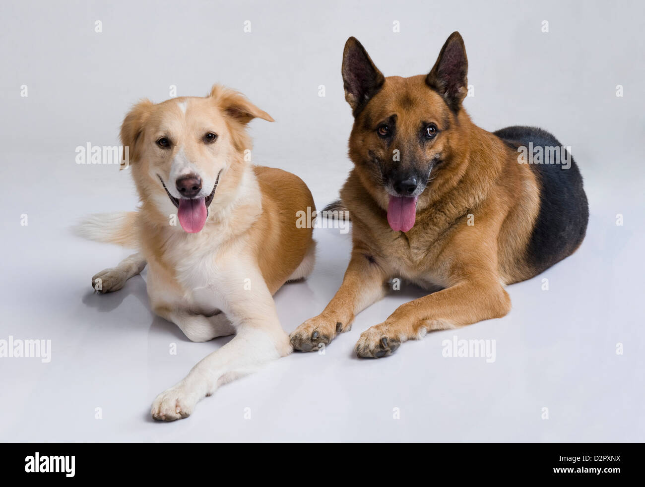 Two dogs sitting together Stock Photo - Alamy