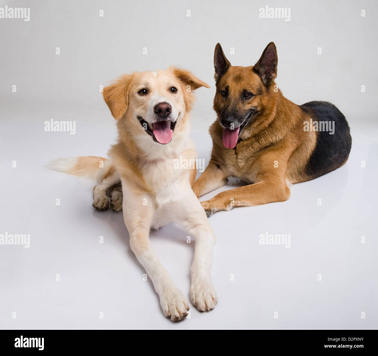 Two dogs sitting together Stock Photo - Alamy