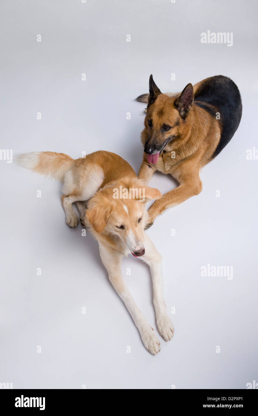 Two dogs sitting together Stock Photo - Alamy