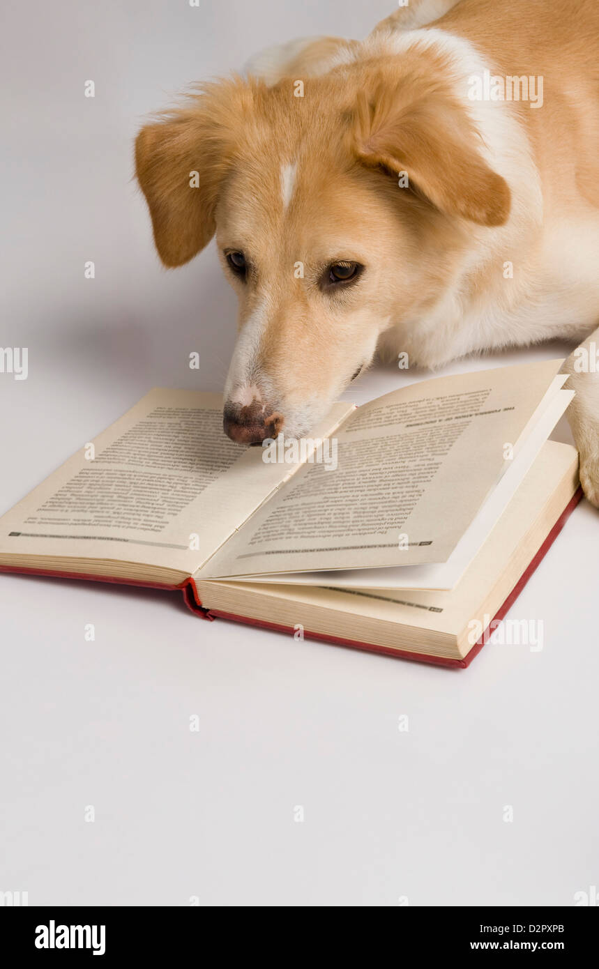 Dog reading a book Stock Photo - Alamy