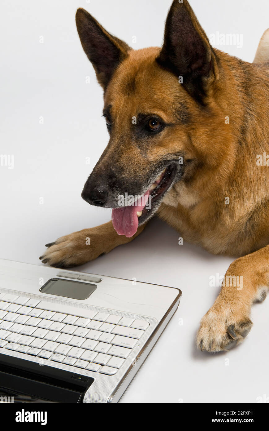 German Shepherd On Computer