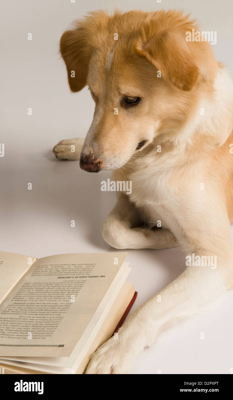 Dog reading a book Stock Photo - Alamy